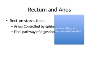 Digestive_System_--Detailed_Anatomy.pptx