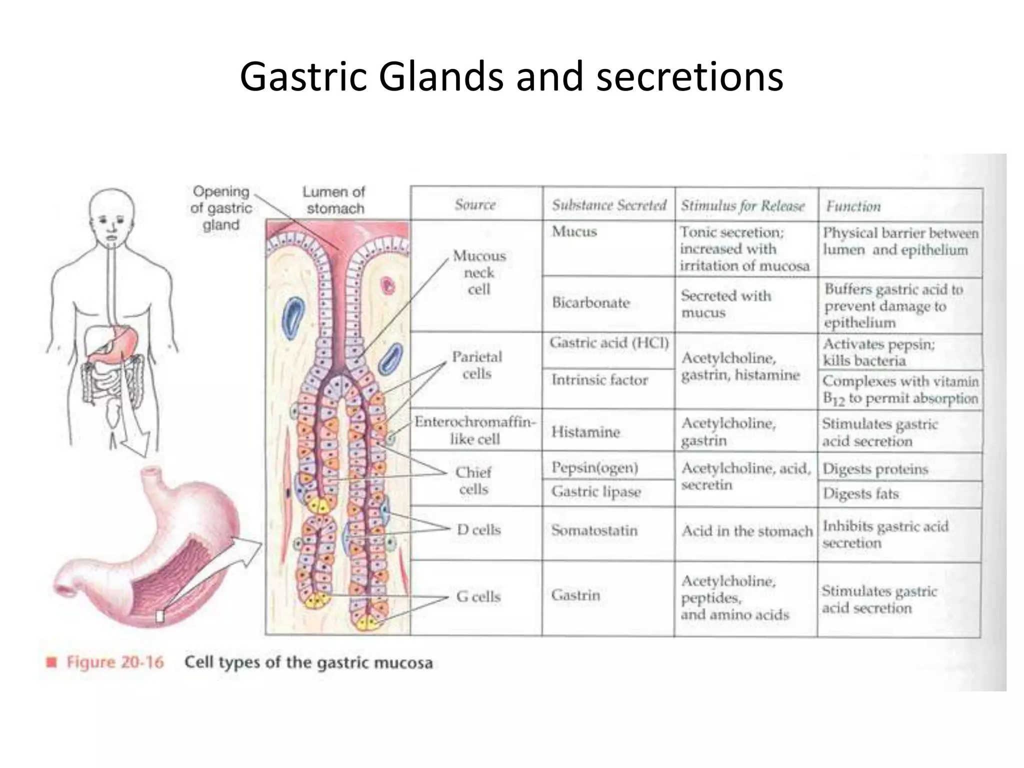 Digestive system (Digestive juice)/Function/Composition | PPTX