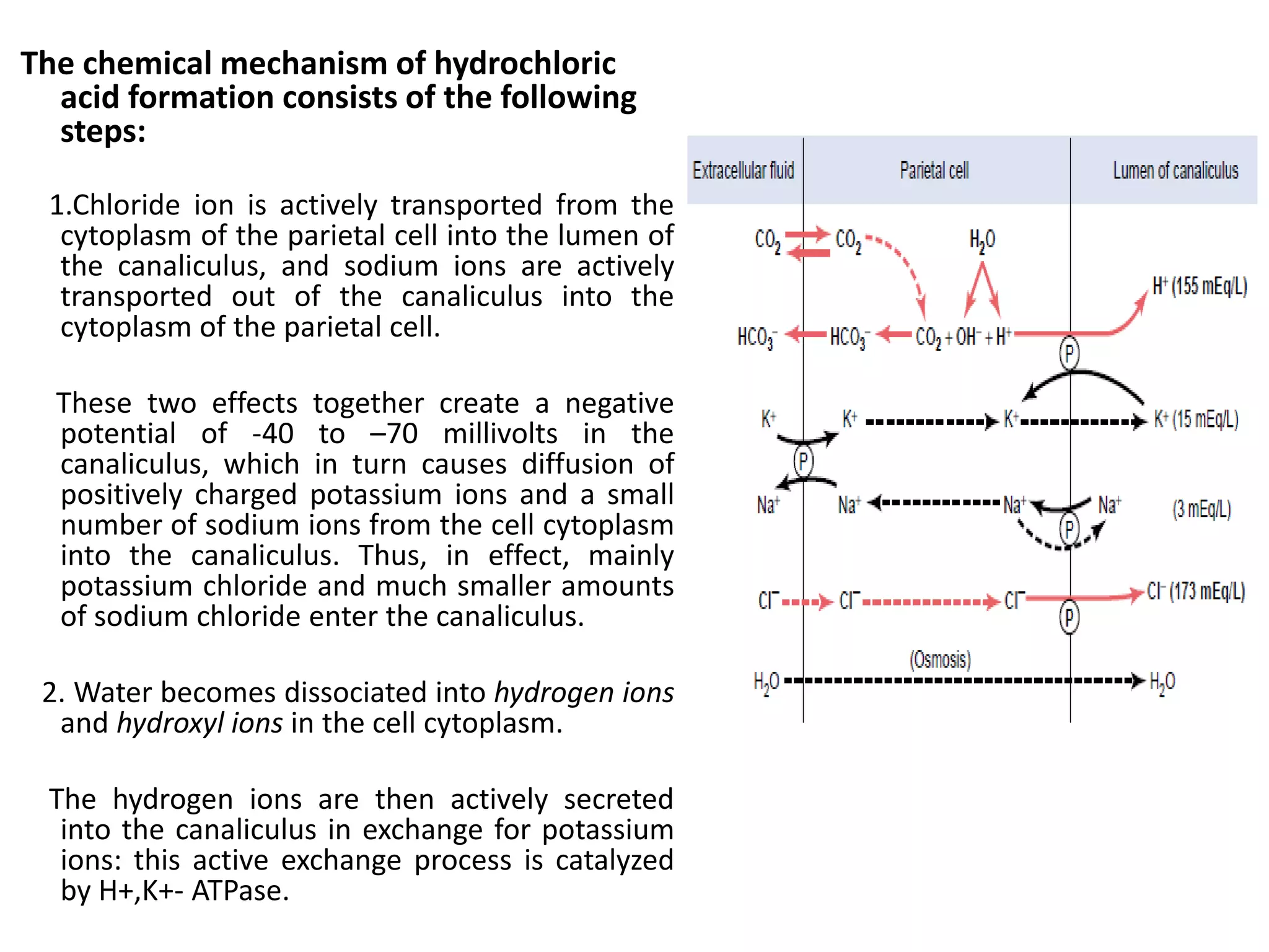Digestive system (Digestive juice)/Function/Composition | PPTX