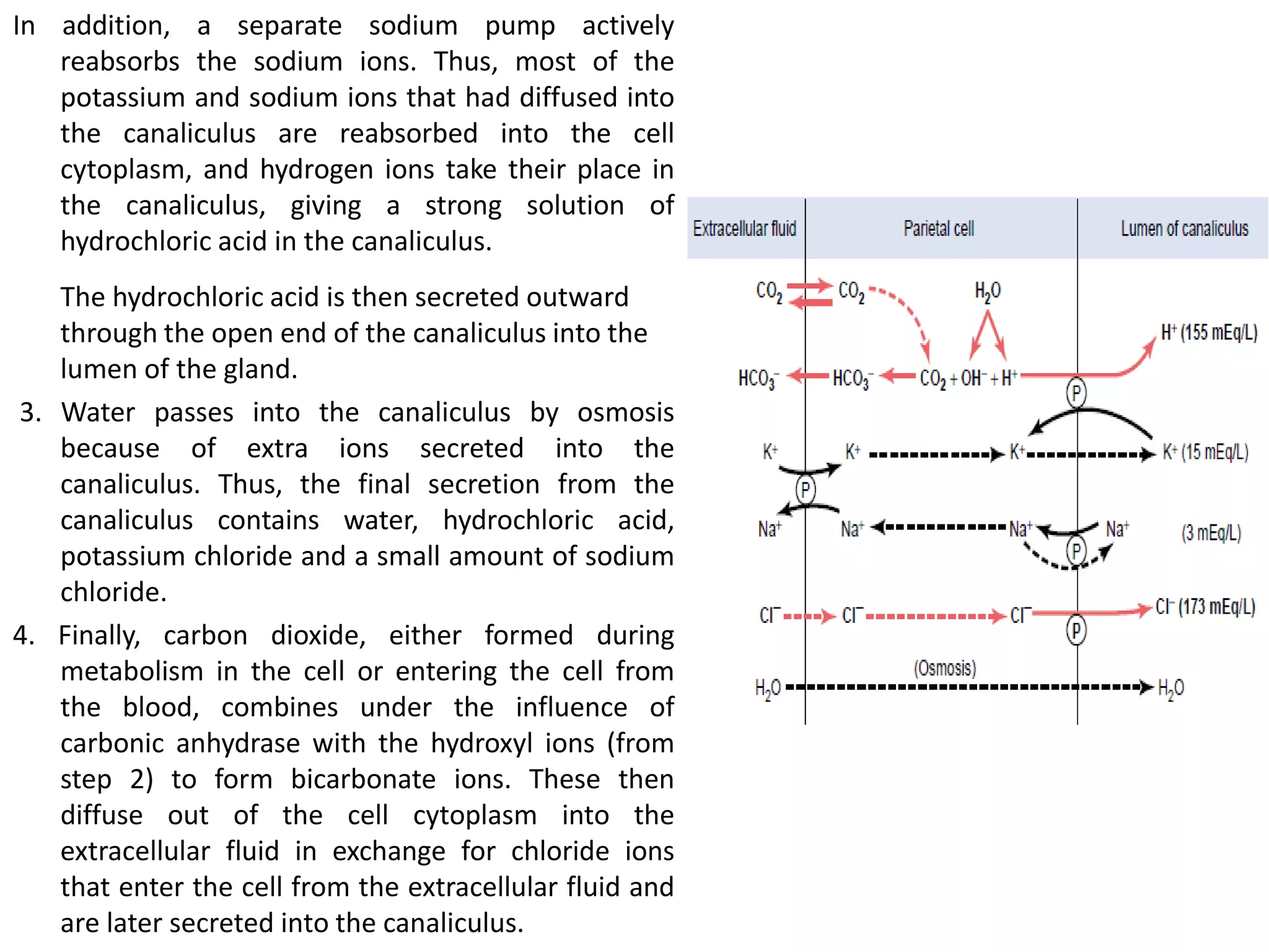 Digestive system (Digestive juice)/Function/Composition | PPTX