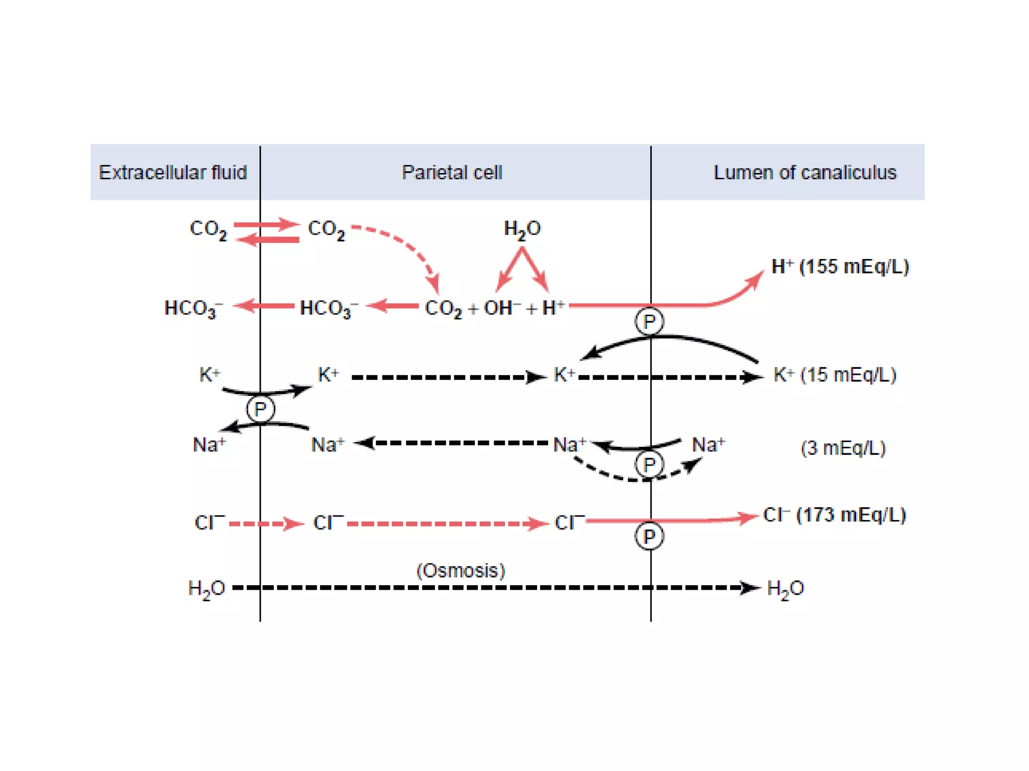 Digestive system (Digestive juice)/Function/Composition | PPTX