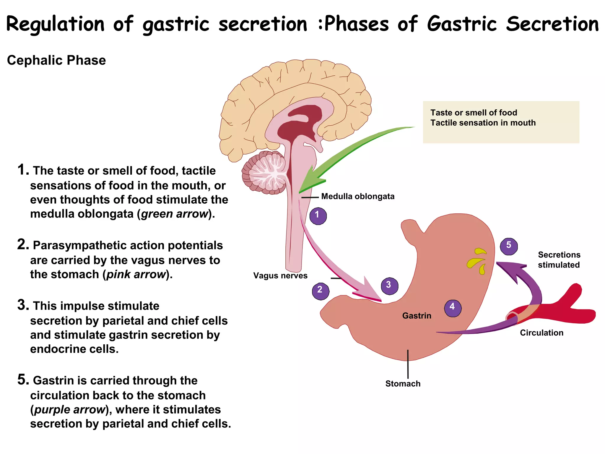 Digestive system (Digestive juice)/Function/Composition | PPTX