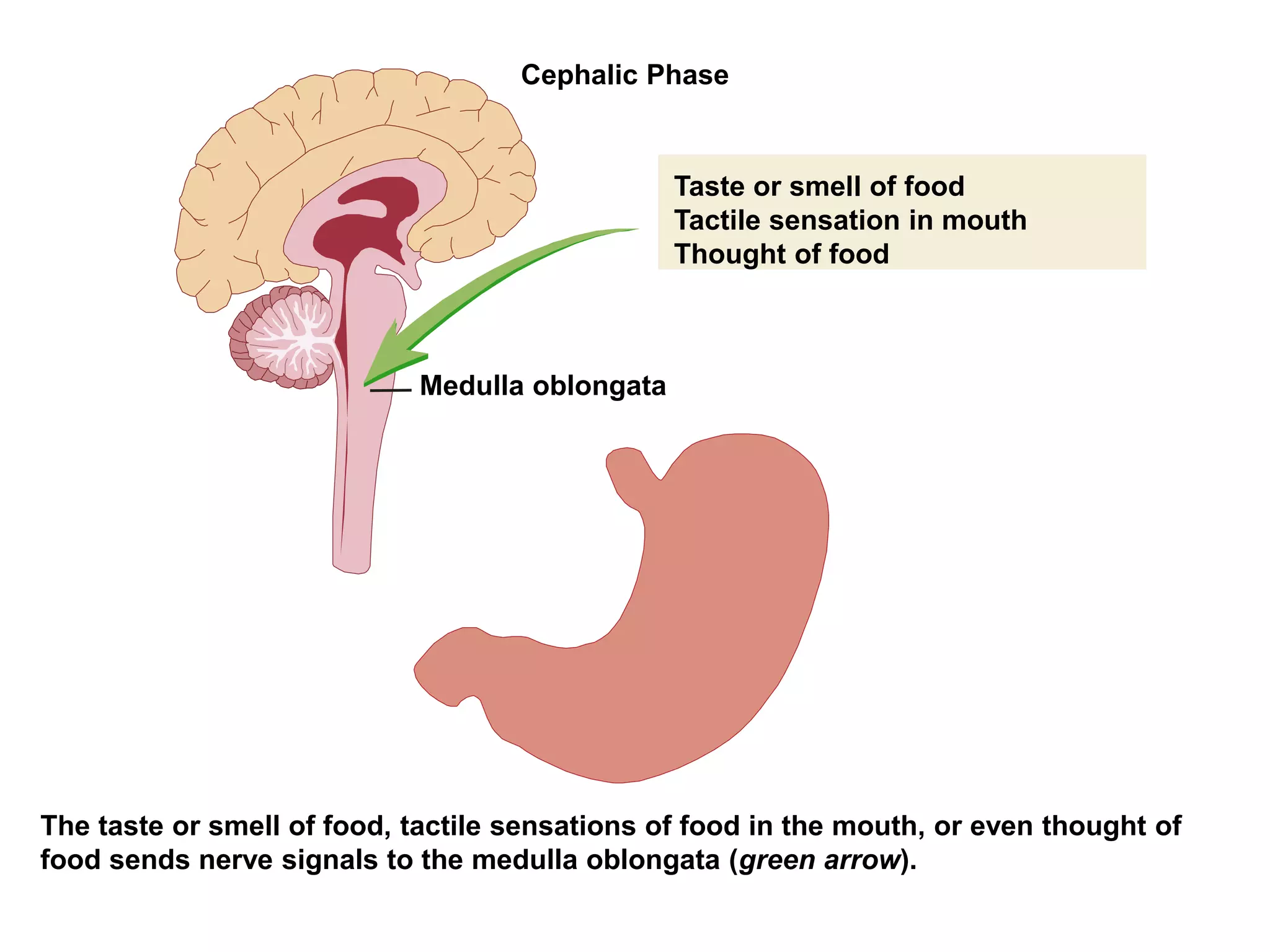 Digestive system (Digestive juice)/Function/Composition | PPTX