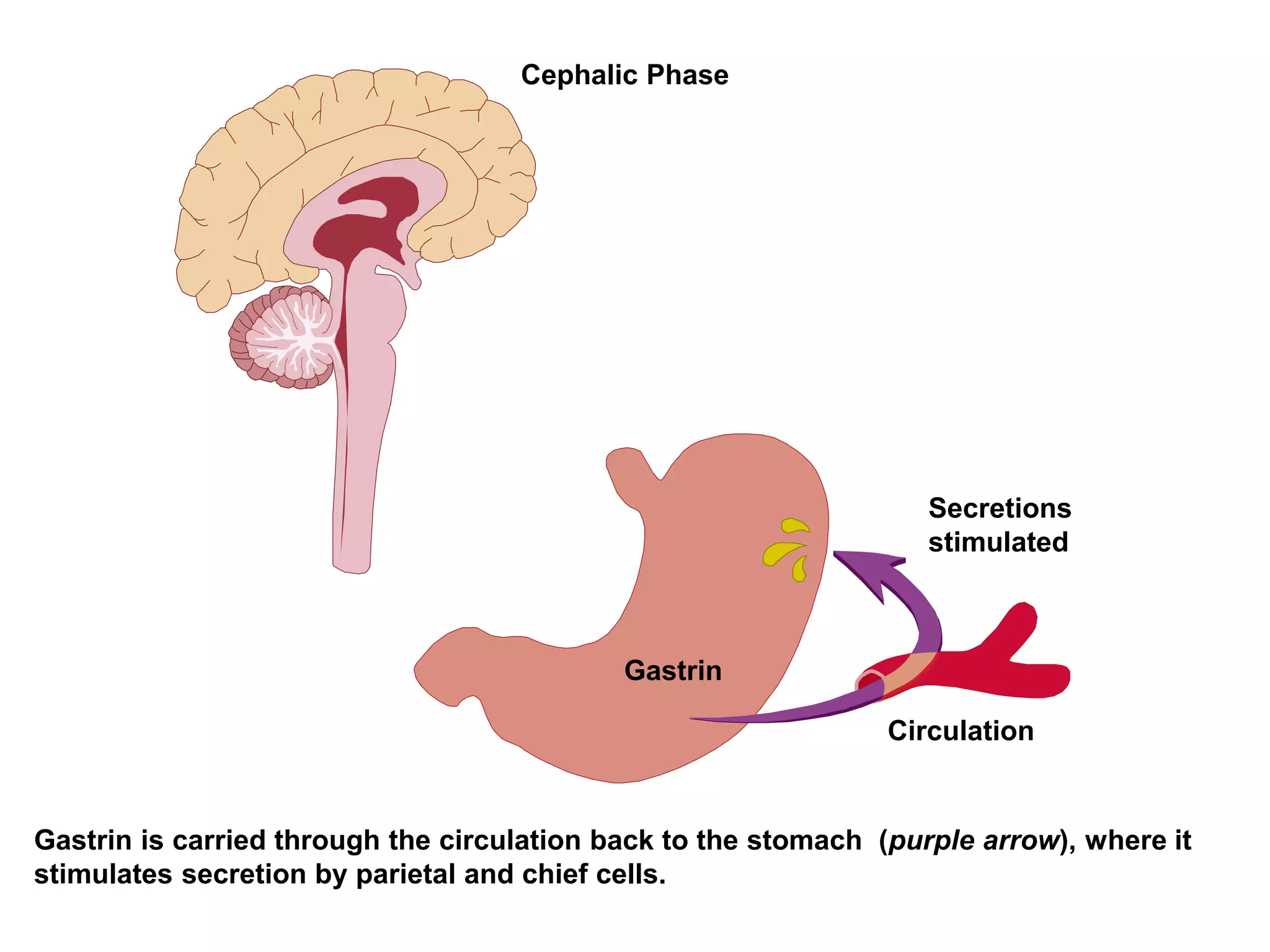 Digestive system (Digestive juice)/Function/Composition | PPTX