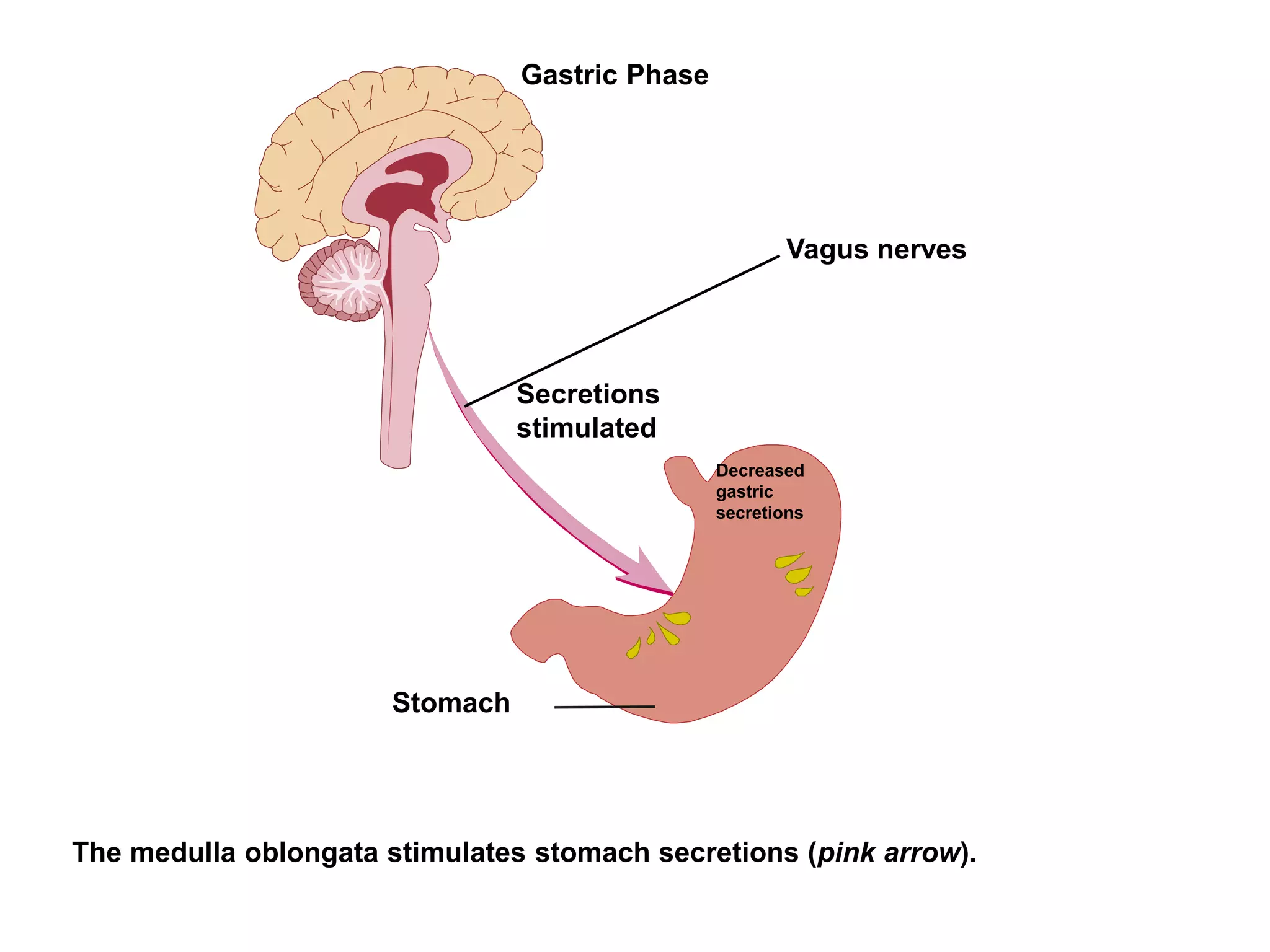 Digestive system (Digestive juice)/Function/Composition | PPTX