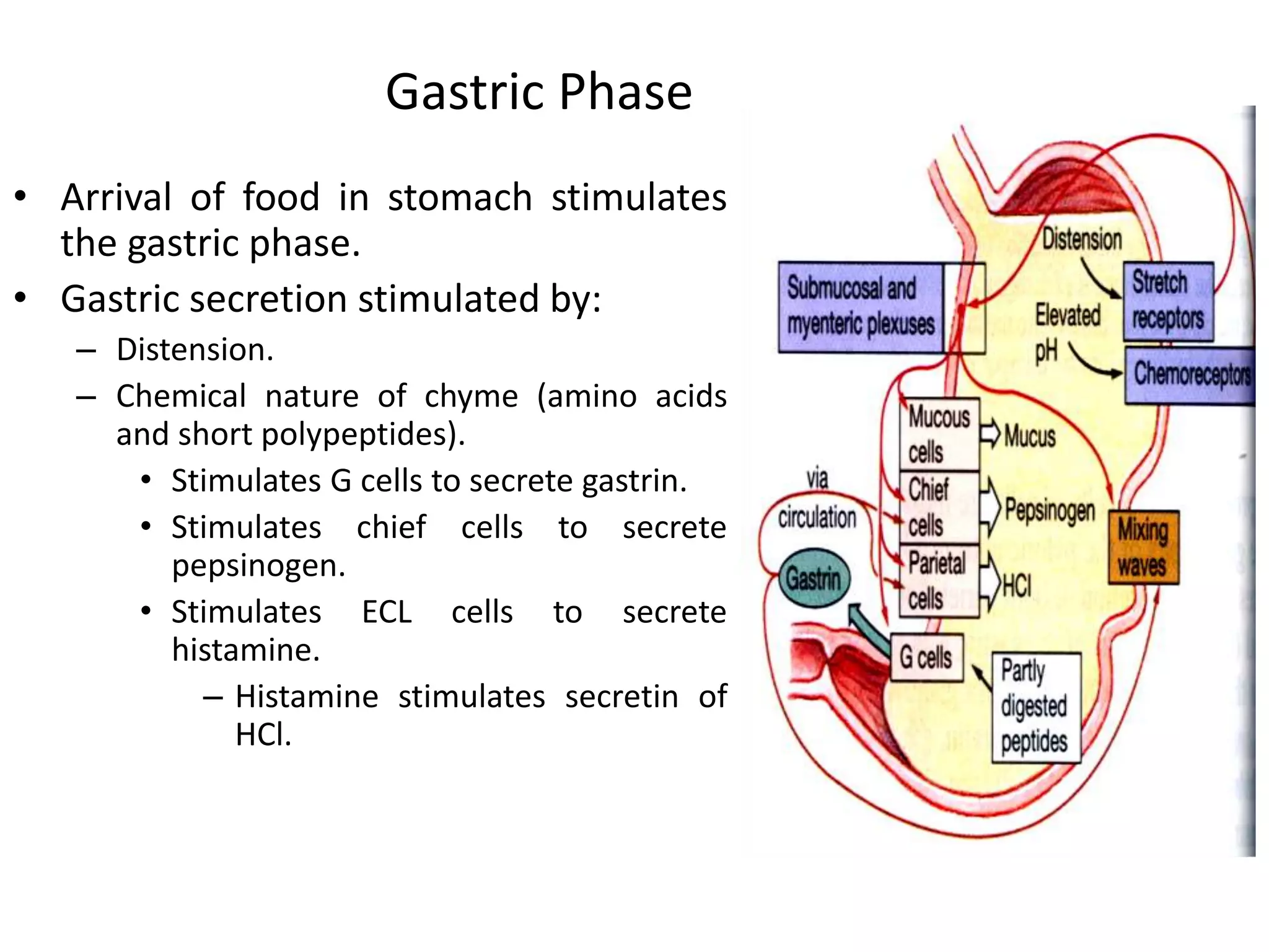 Digestive system (Digestive juice)/Function/Composition | PPTX