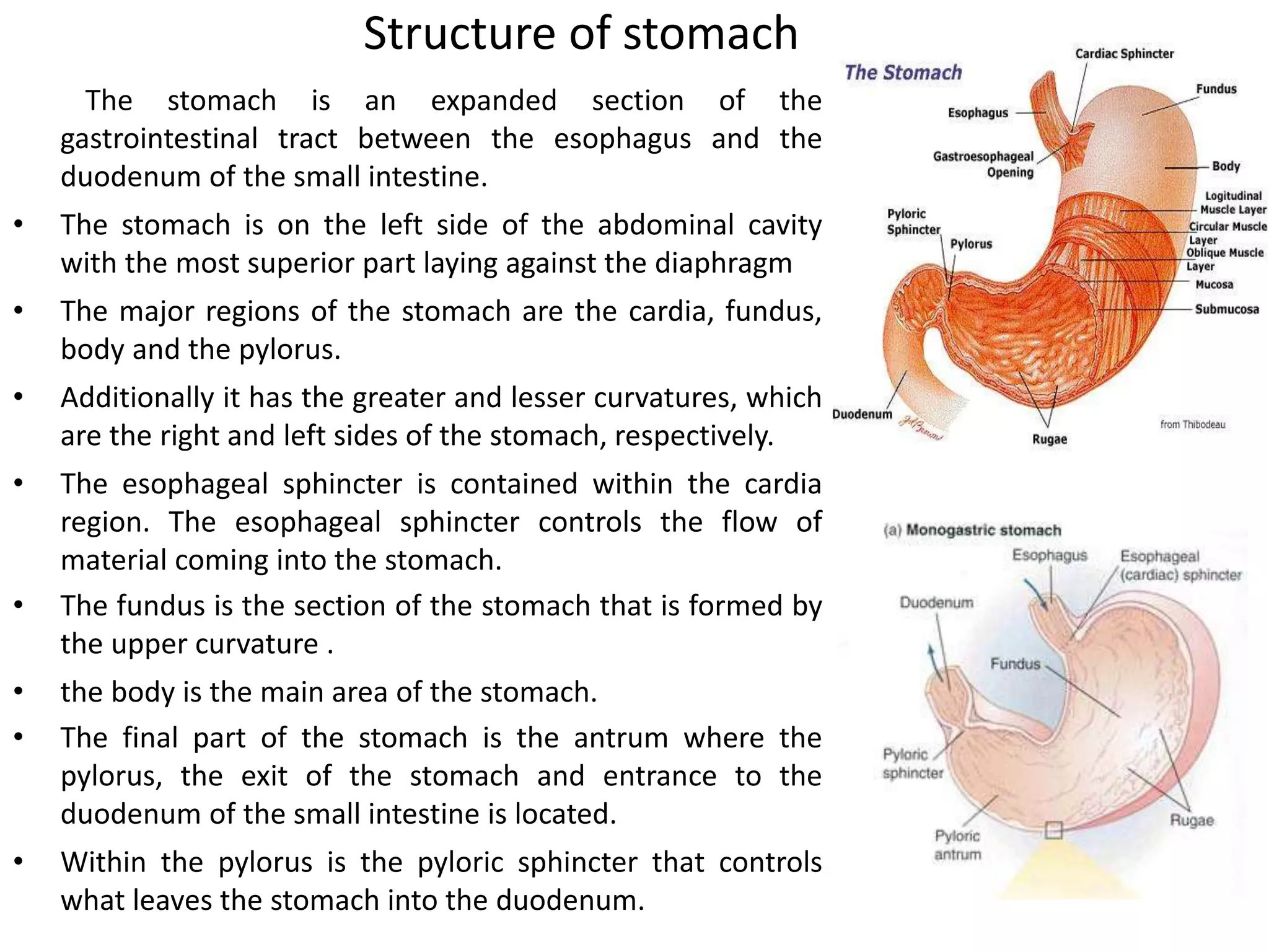 Digestive system (Digestive juice)/Function/Composition | PPTX