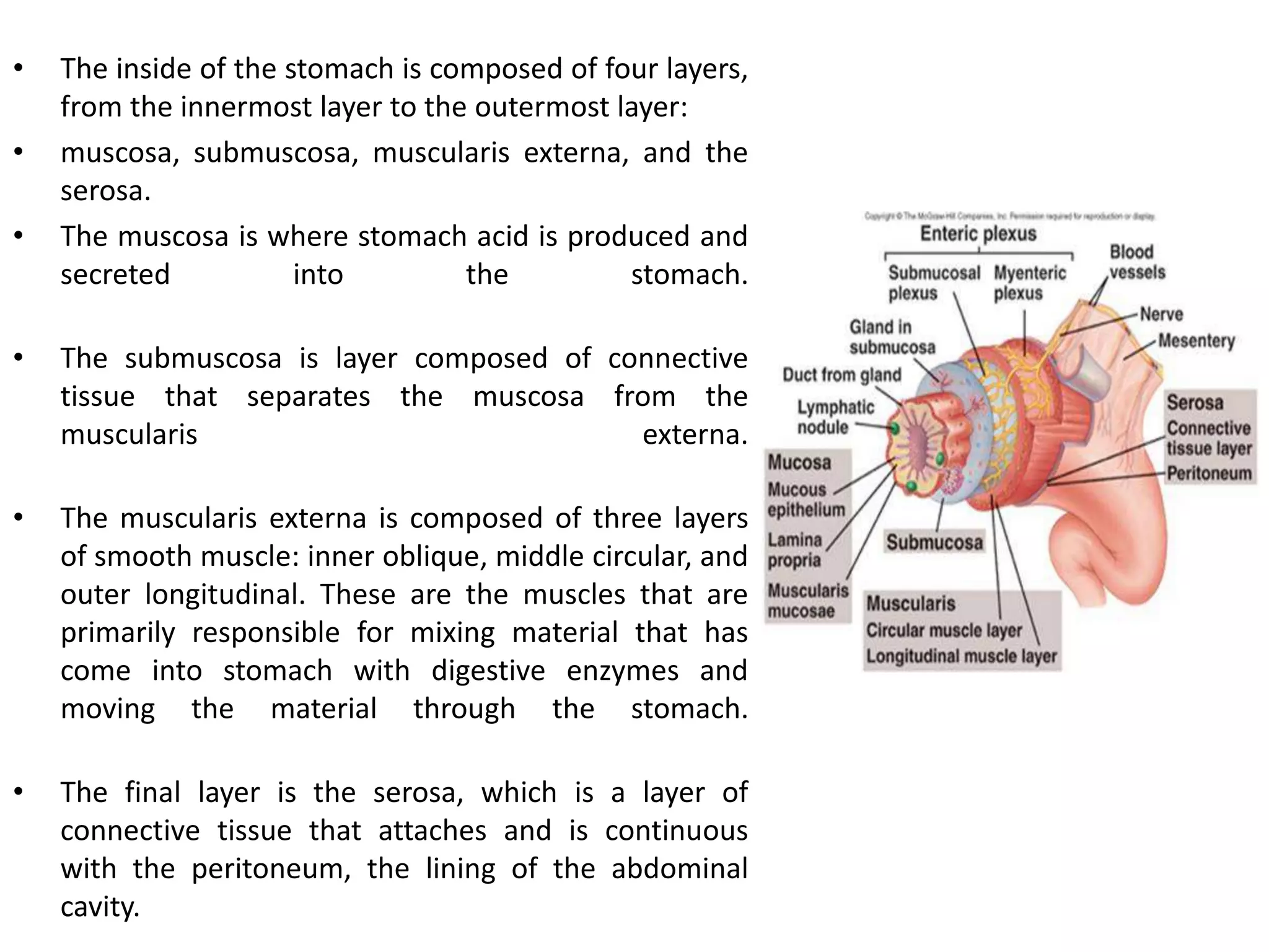 Digestive system (Digestive juice)/Function/Composition | PPTX