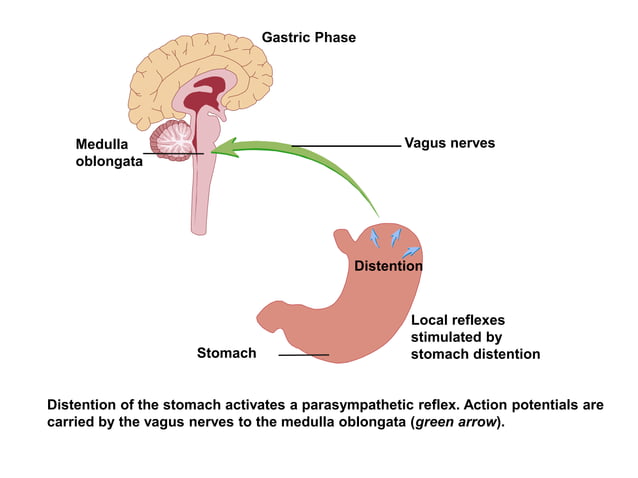 Digestive system (Digestive juice)/Function/Composition | PPTX ...