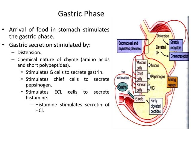 Digestive system (Digestive juice)/Function/Composition | PPTX ...