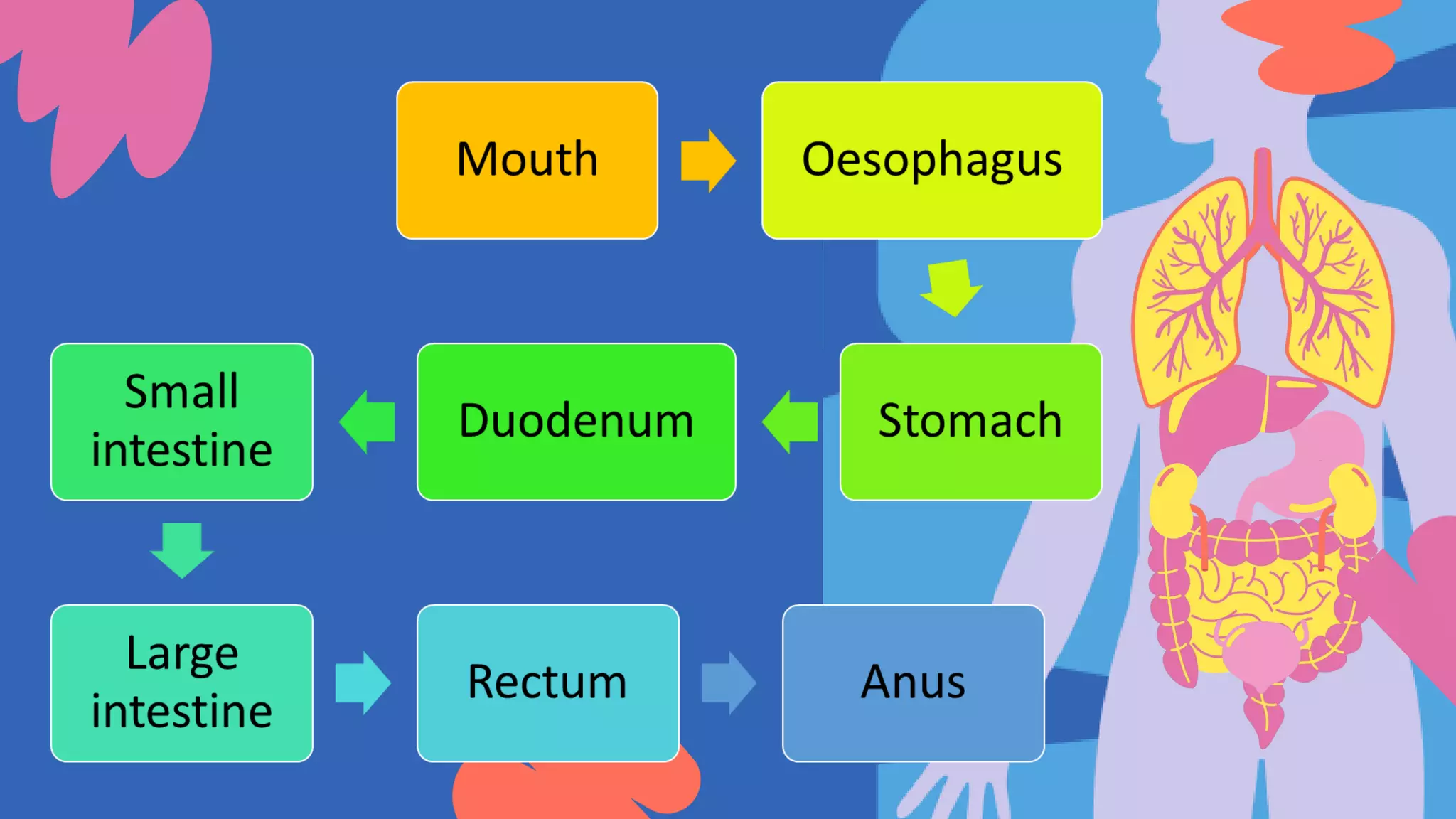 Digestive System Educational Video in Blue Yellow Illustrative Style.pptx