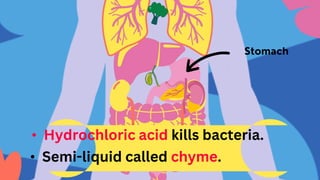 Digestive System Educational Video in Blue Yellow Illustrative Style.pptx