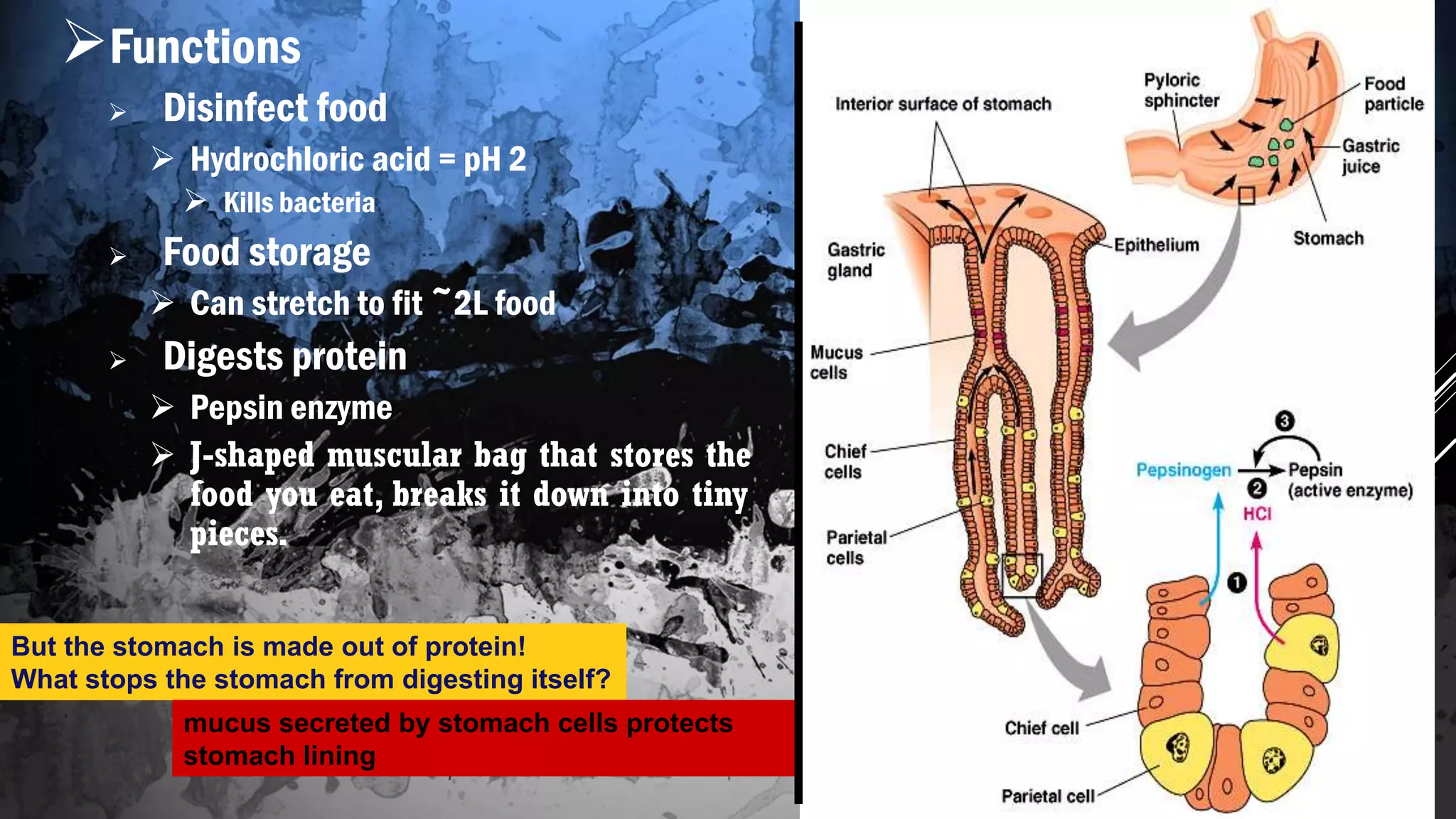 The Digestive system of human beings | PPT