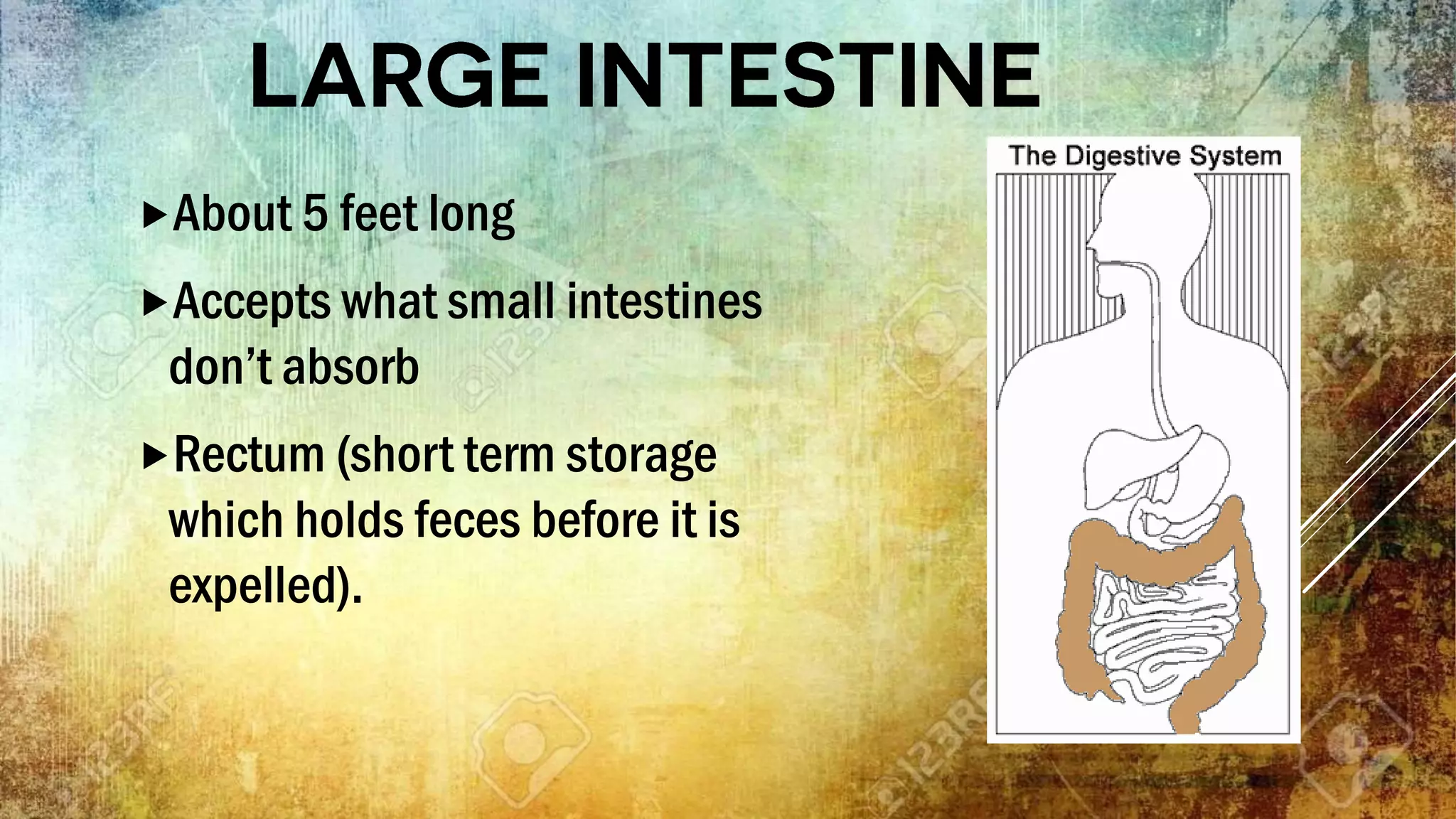 The Digestive system of human beings | PPT