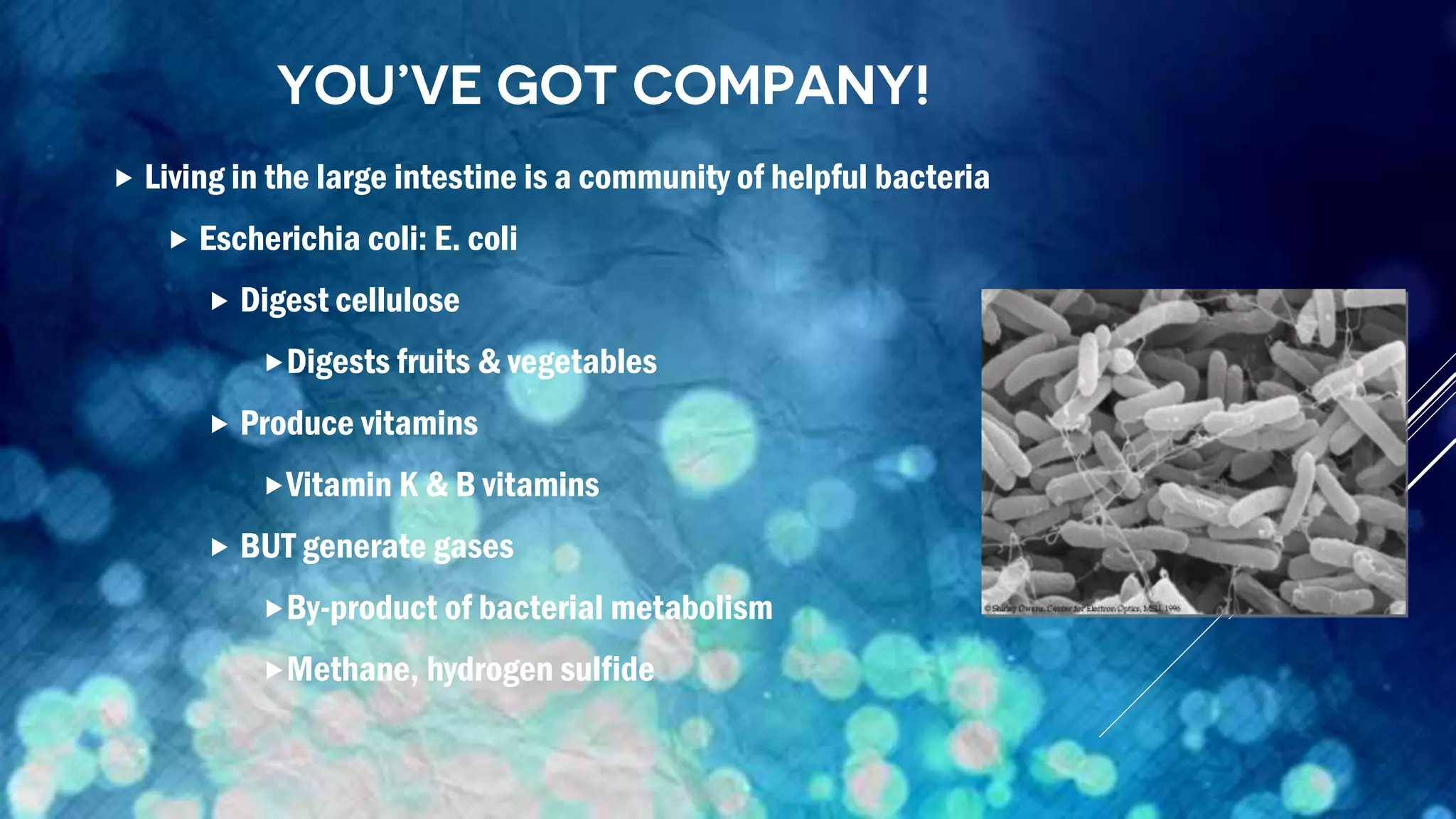 The Digestive system of human beings | PPT