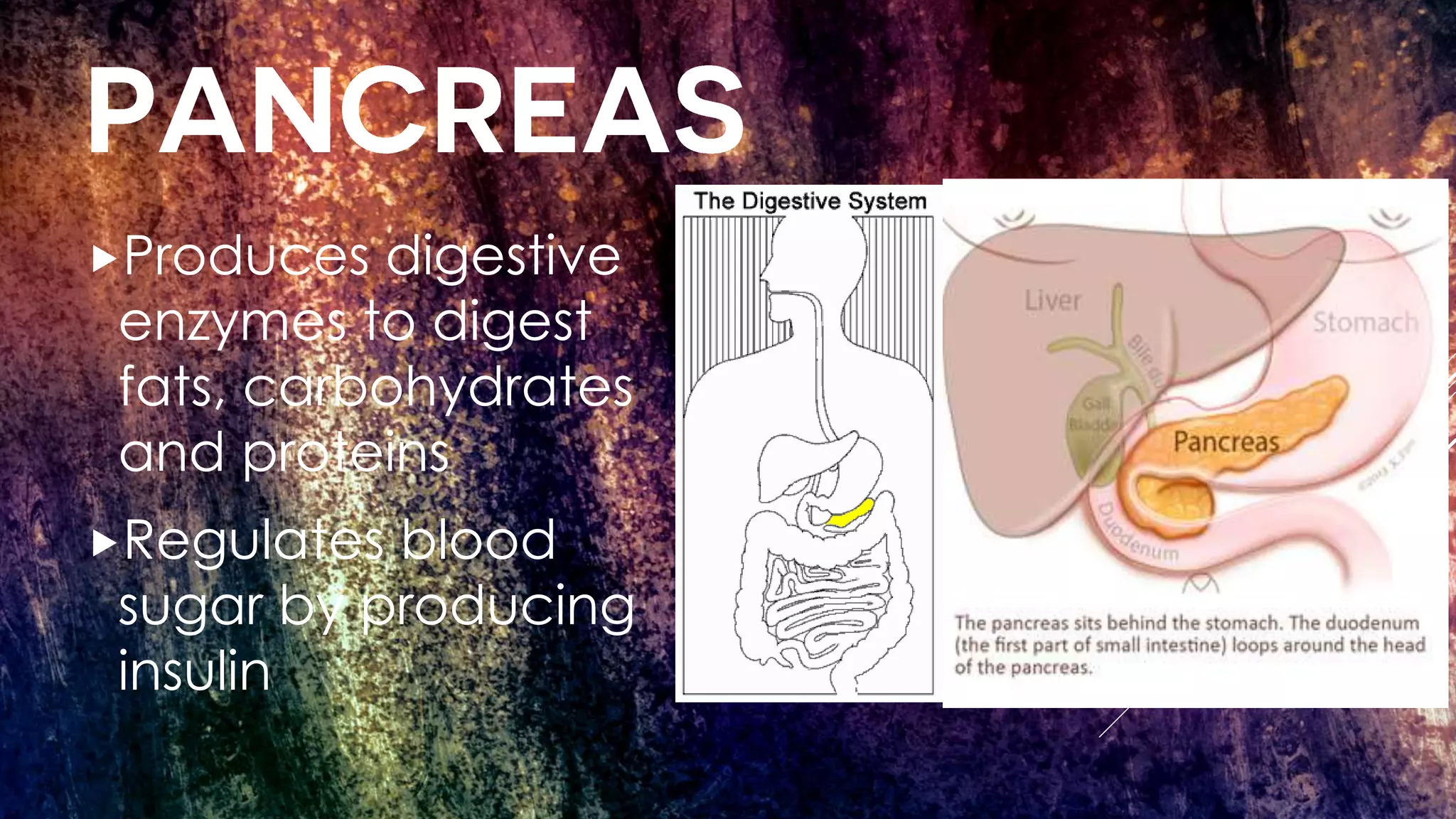 The Digestive system of human beings | PPT