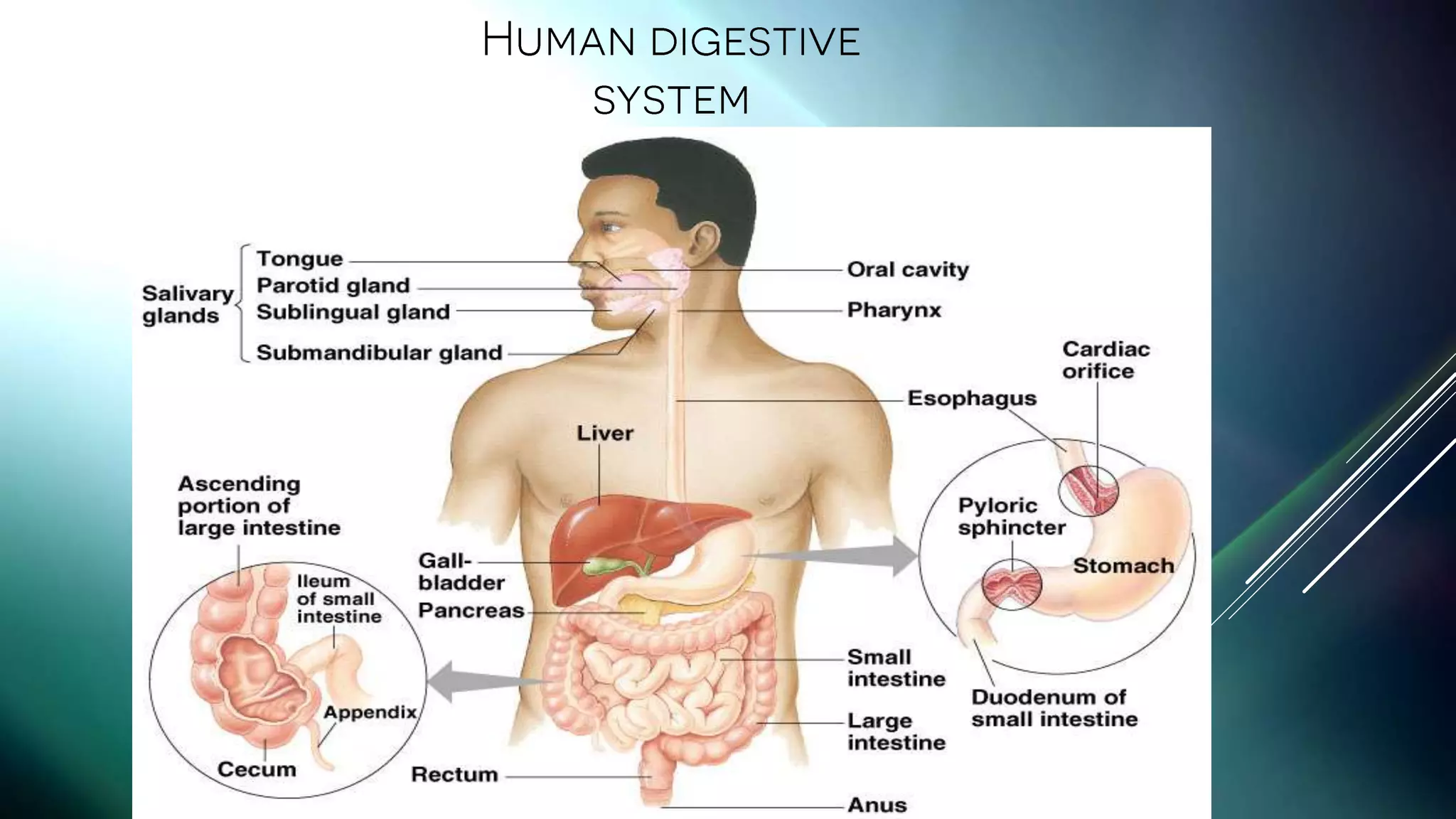 The Digestive system of human beings | PPT