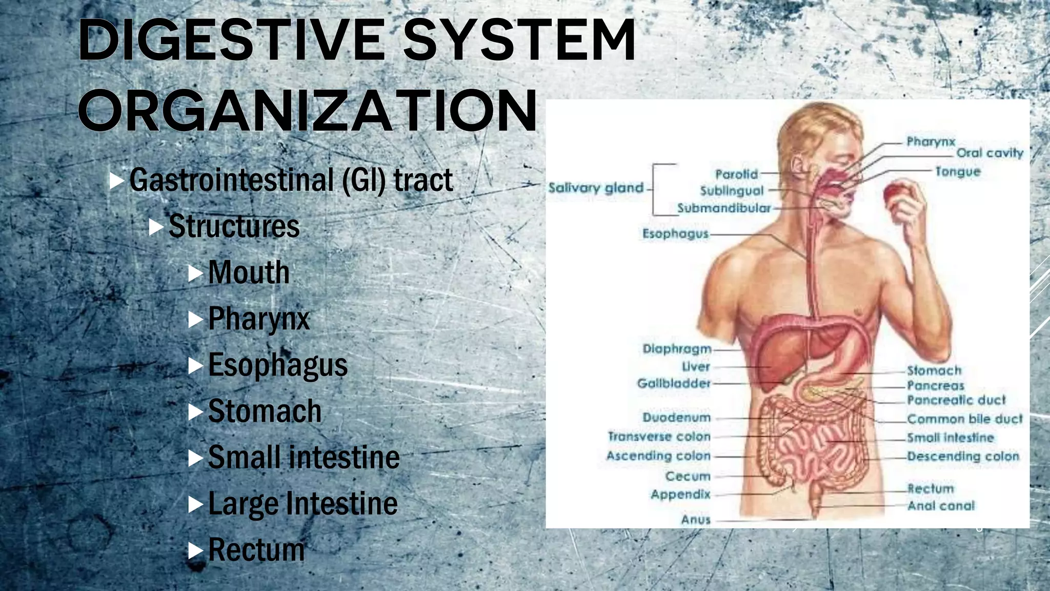 The Digestive system of human beings | PPT