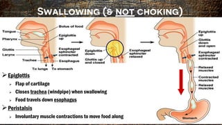 The Digestive system of human beings | PPT