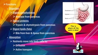 The Digestive system of human beings | PPT