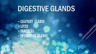 The Digestive system of human beings | PPT