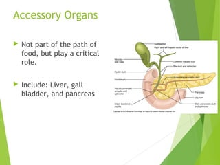 Digestive system enriquez | PPT