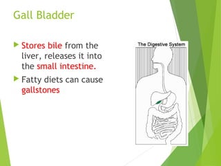 Digestive system enriquez | PPT