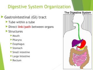 Digestive system enriquez | PPT