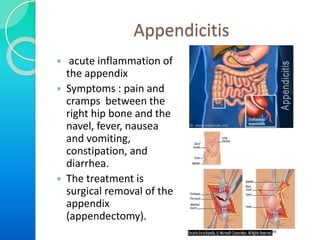 Digestive System | PPTX