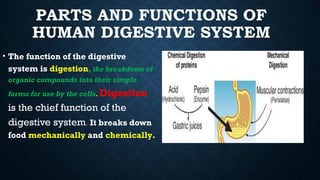 The Human Body System: The Digestive System | PPTX