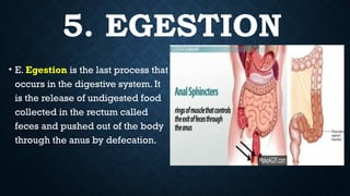 The Human Body System: The Digestive System | PPTX