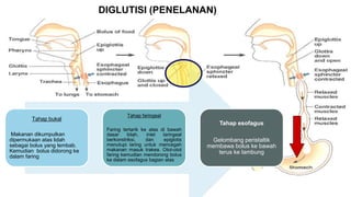 DIGESTIVESYSTEM fix.pptx