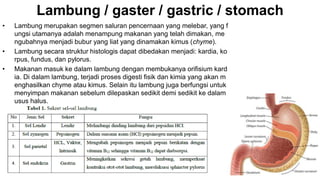 DIGESTIVESYSTEM fix.pptx