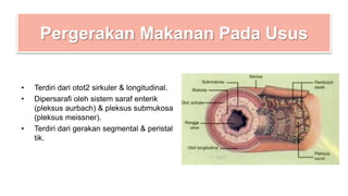 DIGESTIVESYSTEM fix.pptx