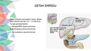 DIGESTIVESYSTEM fix.pptx