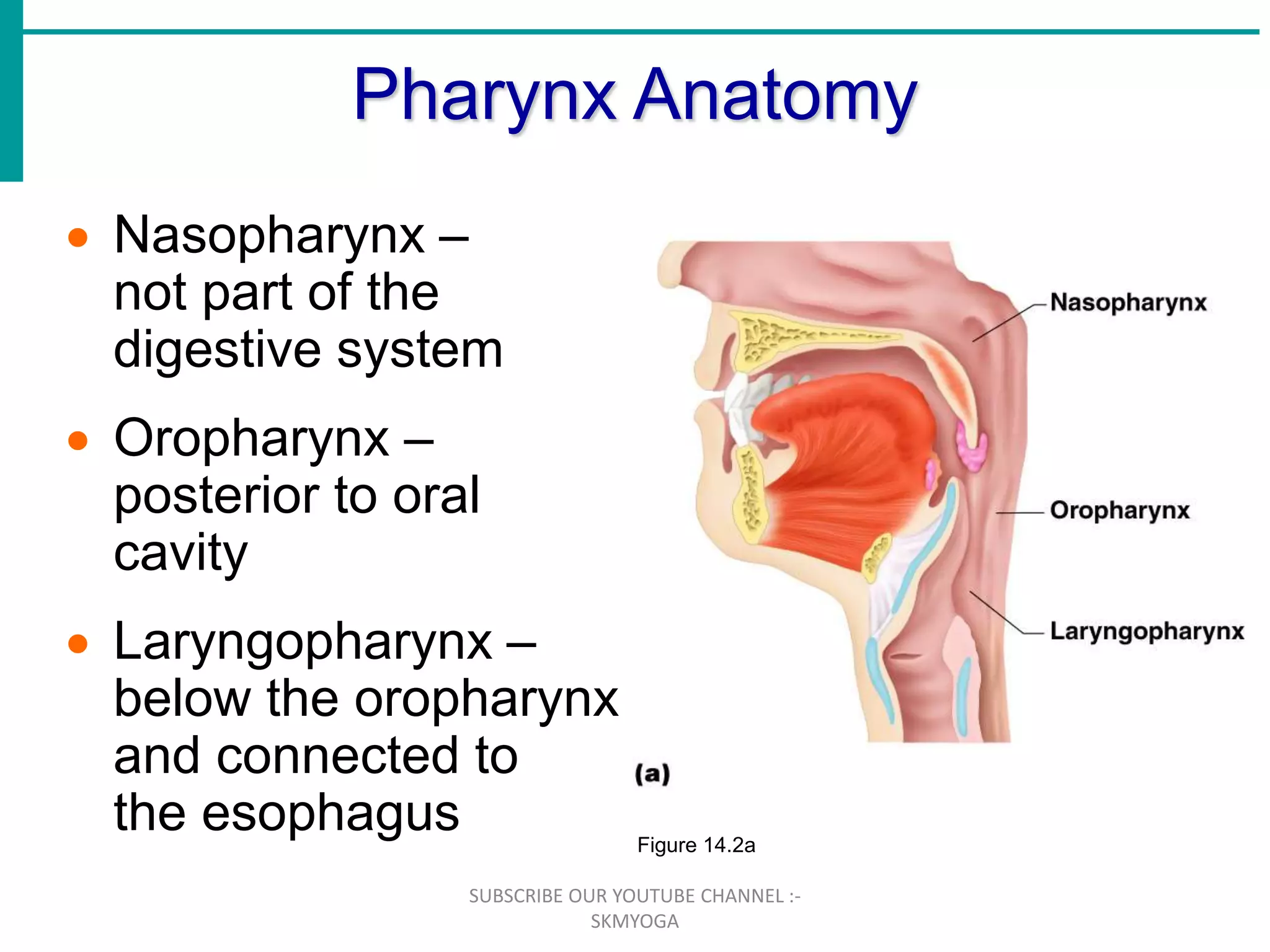Digestive system for net jrf students.ppt