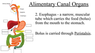 Powerpoint presentation about the digestive system | PPTX