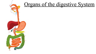 Powerpoint presentation about the digestive system | PPTX