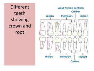 Digestive system gr. 6 | PPTX