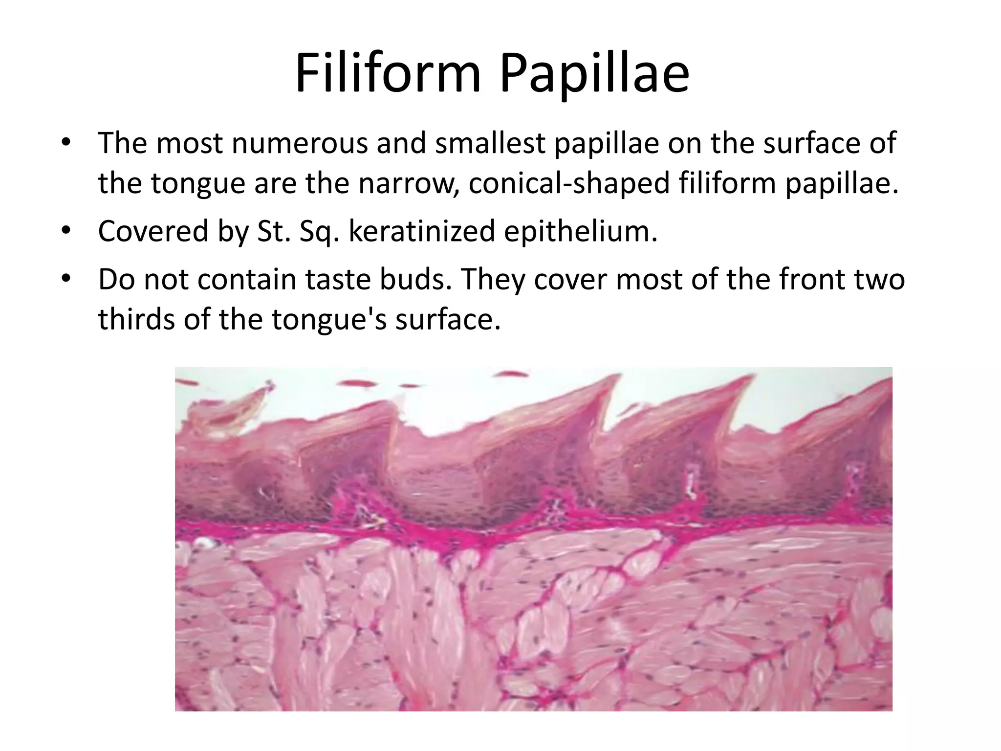 histology of Digestive system histology 1 | PDF