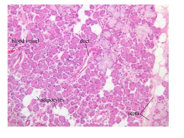 histology of Digestive system histology 1 | PPT