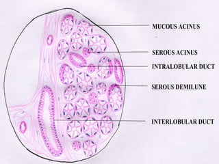 histology of Digestive system histology 1 | PDF