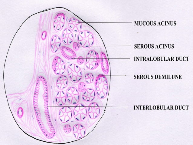 histology of Digestive system histology 1 | PPT