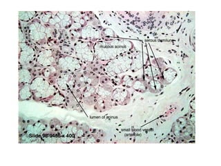histology of Digestive system histology 1 | PDF