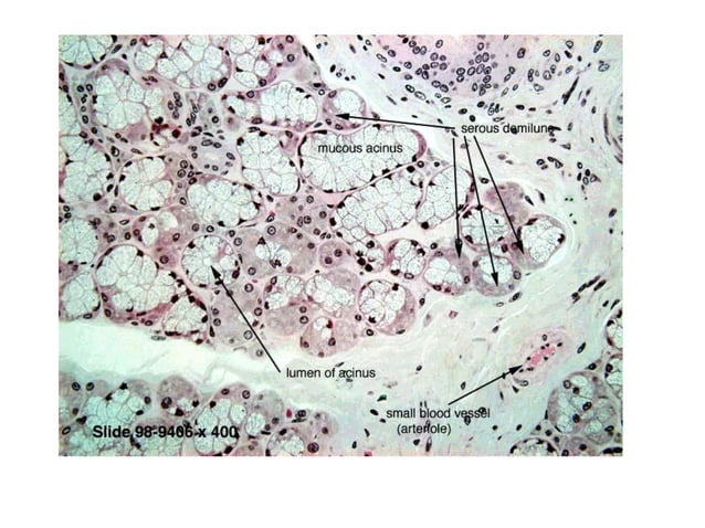 histology of Digestive system histology 1 | PPT