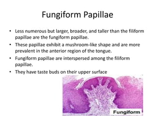 histology of Digestive system histology 1 | PDF