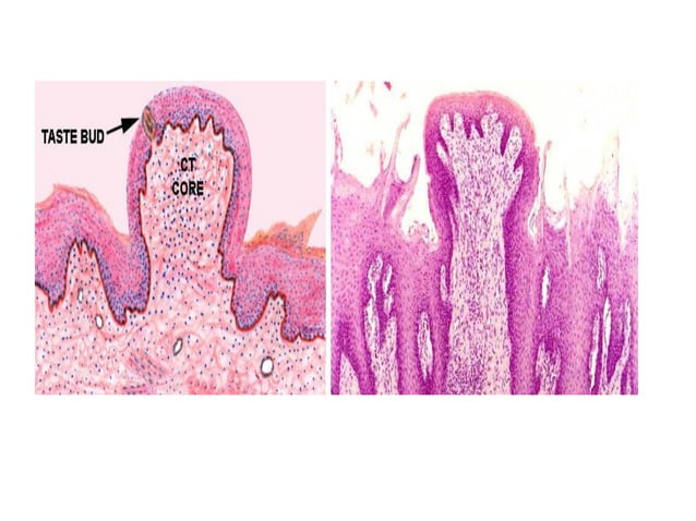 histology of Digestive system histology 1 | PPT