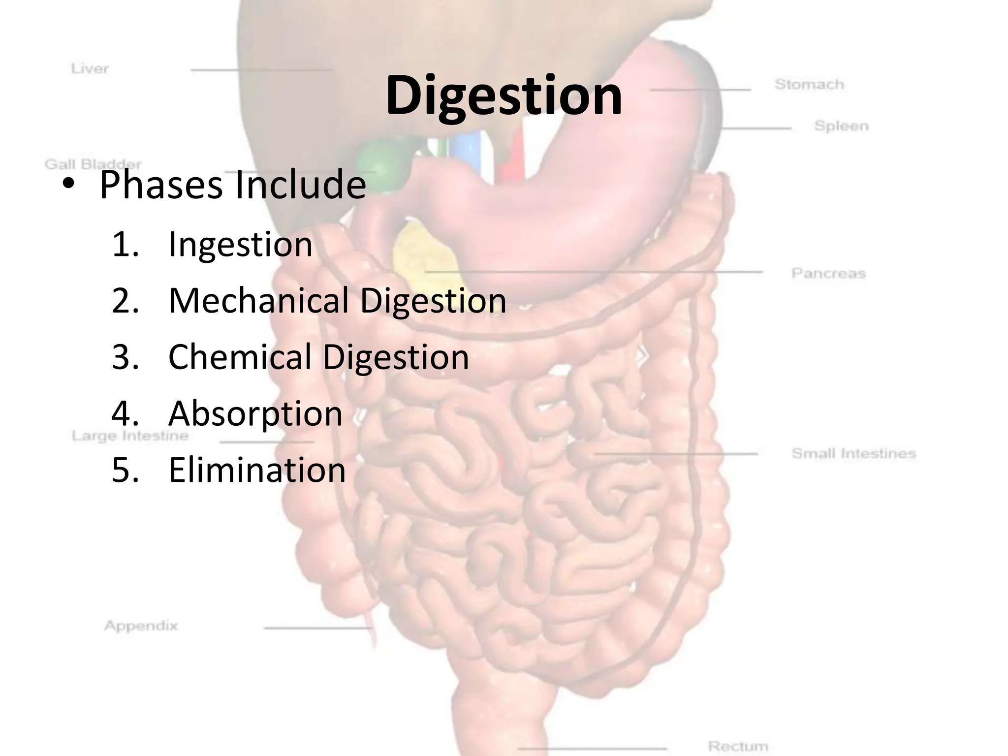 Digestive System | PPT