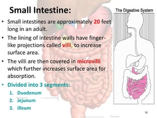 Digestive System | PPT