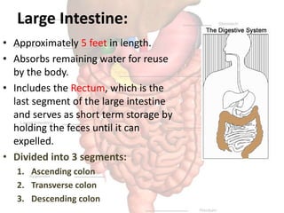 Digestive System | PPT